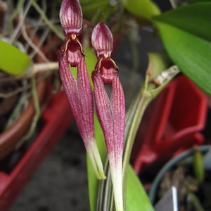 Bulbophyllum Biflorum Comes in 4" Pot - Etsy