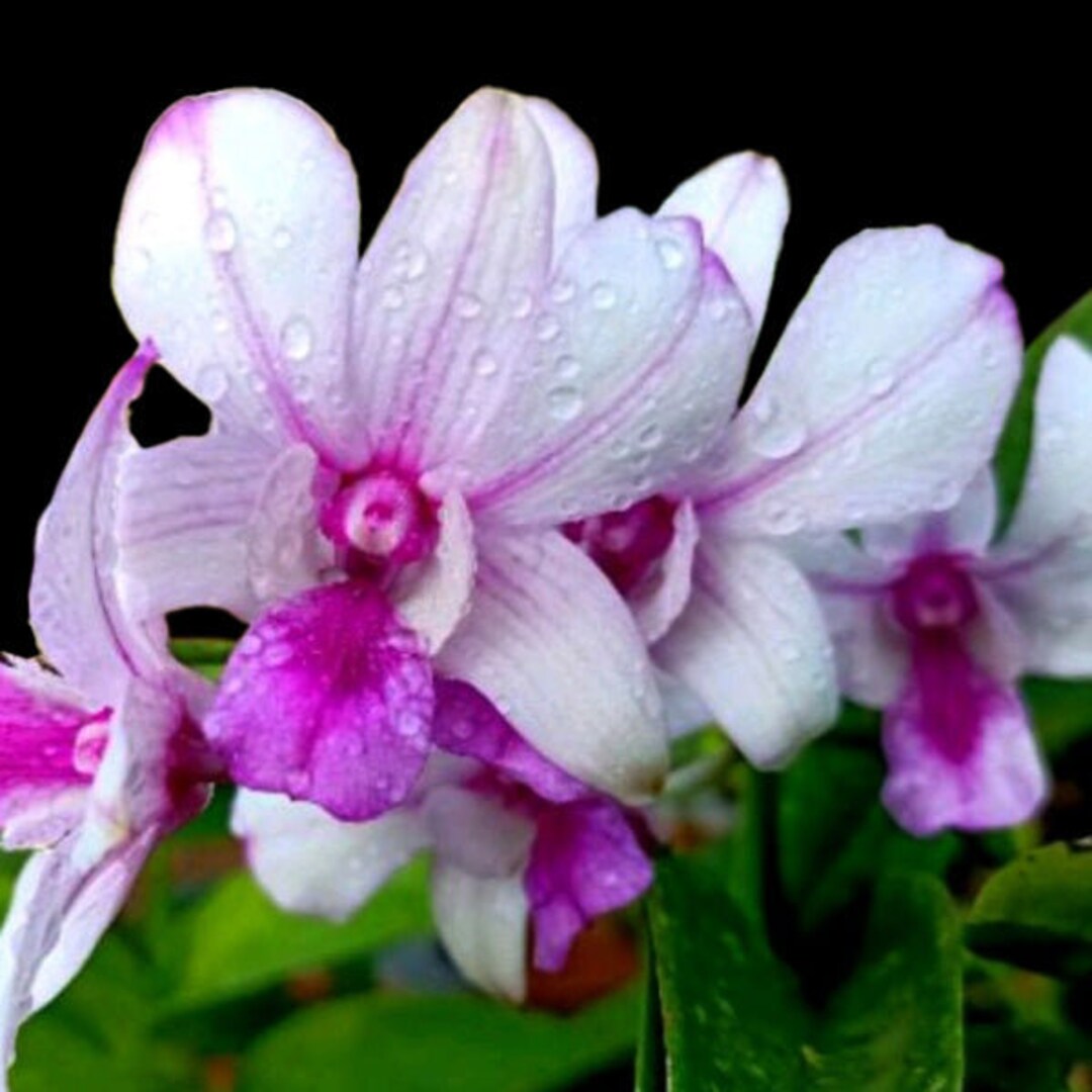 Dendrobium Popeye 4 Pot Orchids From Hawaii - Etsy