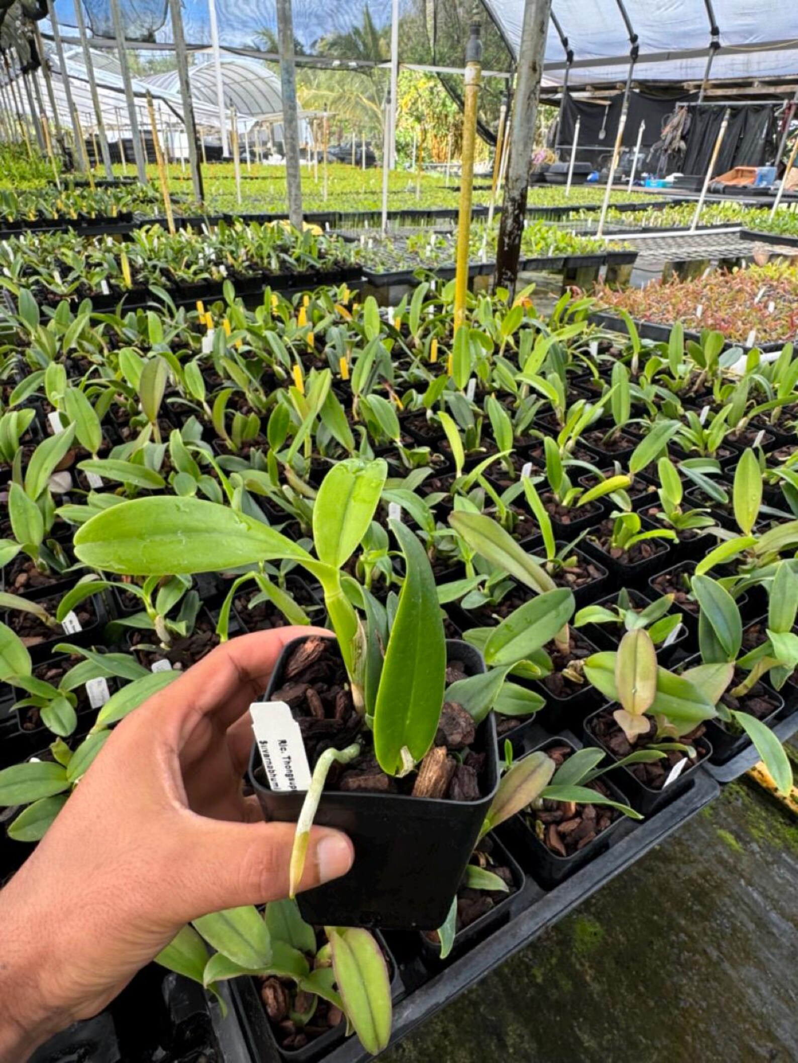 Cattleya Rlc Thongsuphan Gold X Rlc Suvarnabhumi Magic Comes in 4" Pot ...