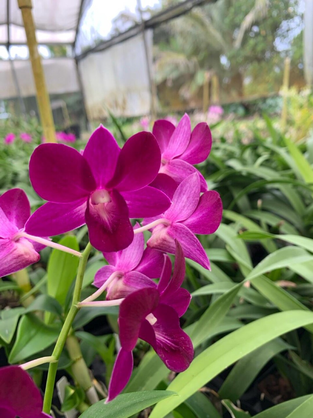 Dendrobium Genting Red Comes in 4" Pot - Etsy