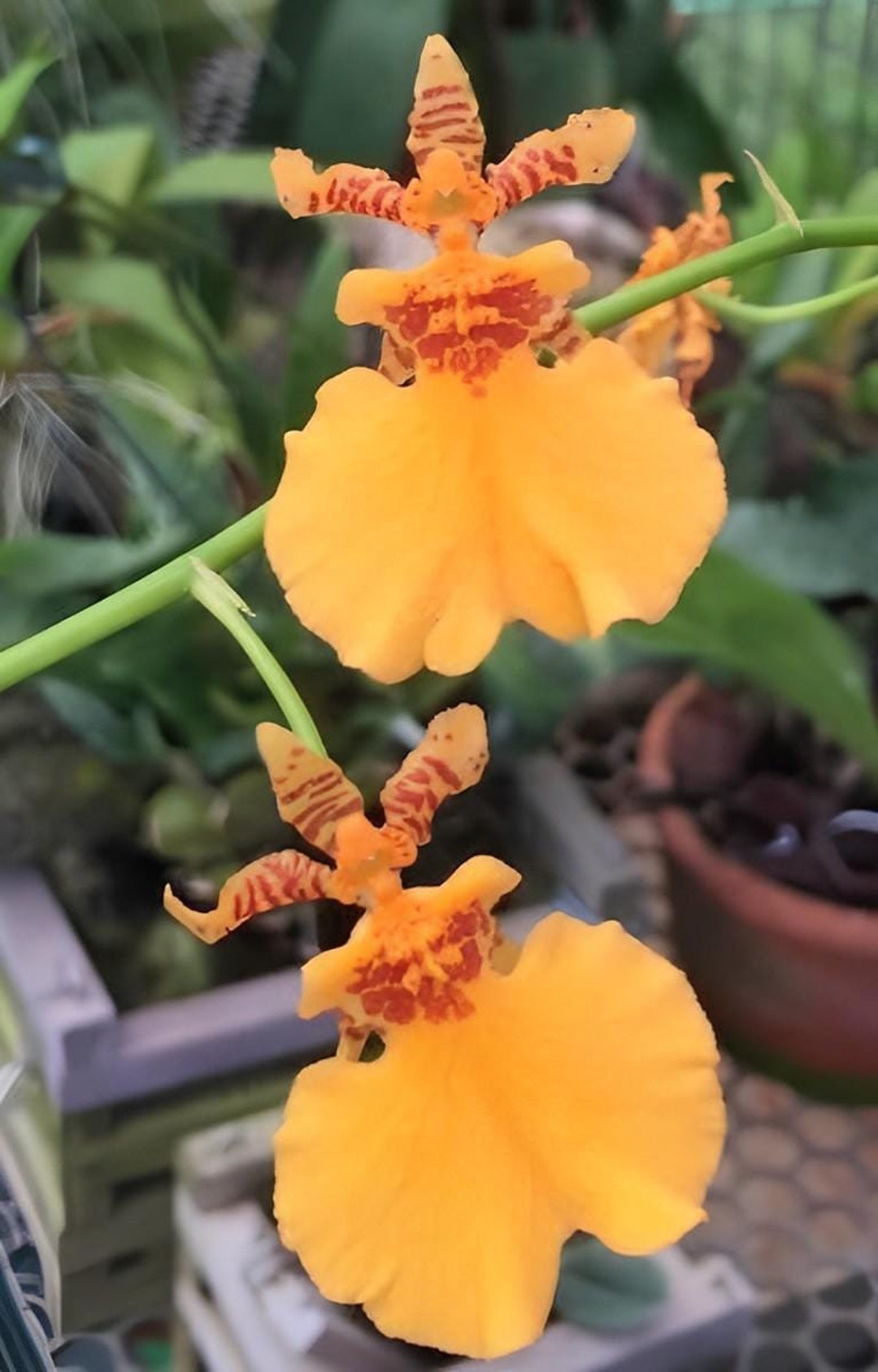 Oncidium Gower Ramsey ‘orange Delight’ 4" Pot Plant - Etsy
