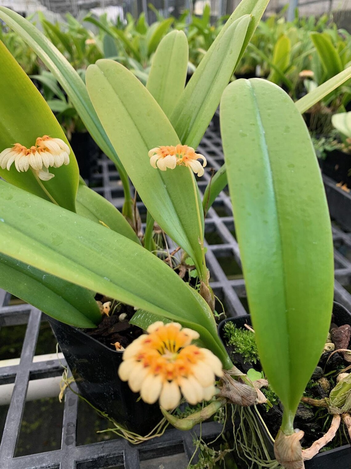 Bulbophyllum Auratum Plant 4" Pot Plants - Etsy