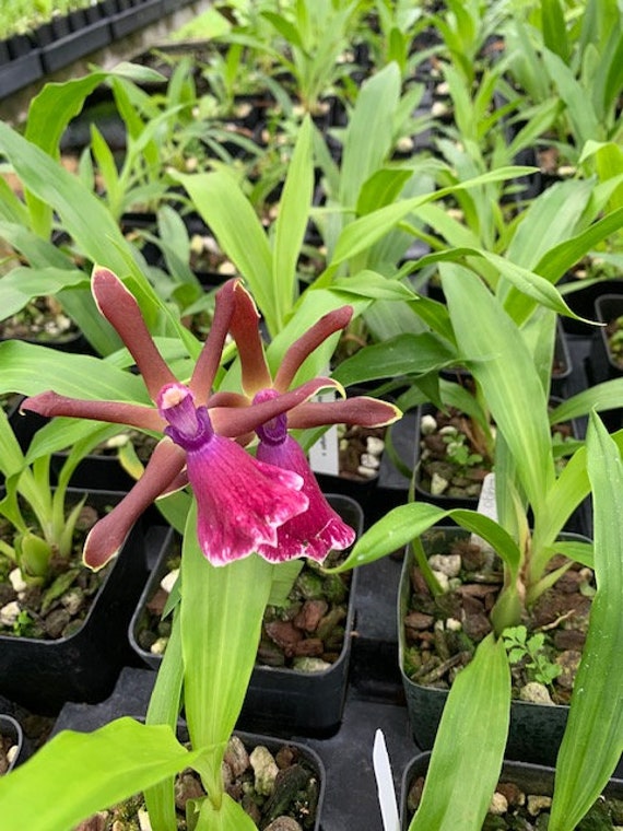 Zygo Orchids
