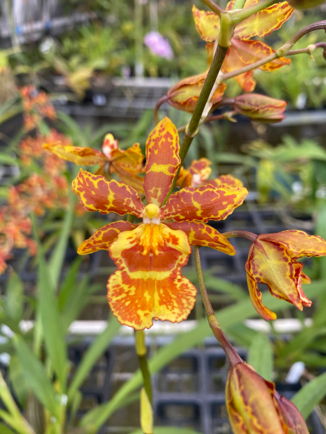 Ons. Golden Mirth 'filini's Gold Dust' Comes in 4" Pot - Etsy