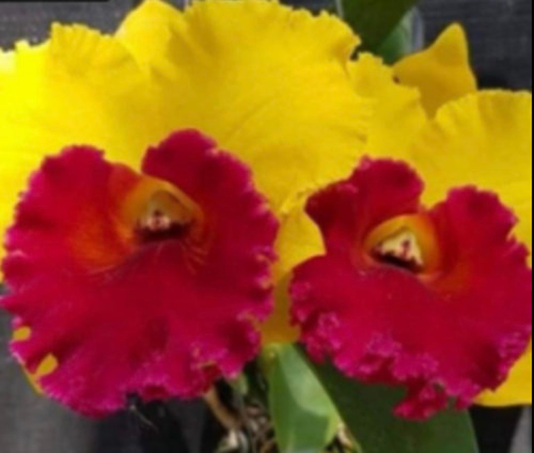 Cattleya Rlc Thongsuphan Gold X Rlc Suvarnabhumi Magic Comes in 2 Pot ...