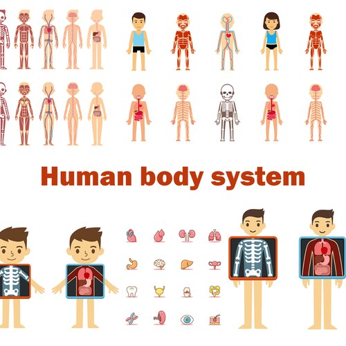 Body Organs Clipart Digital Clip Art Human Body PNG SVG - Etsy UK