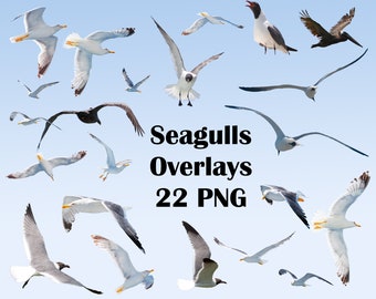 Flying Bird Overlays - Etsy