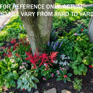 Shade Garden Planting Plan: Tree Base Landscape Design (PDF) - Etsy