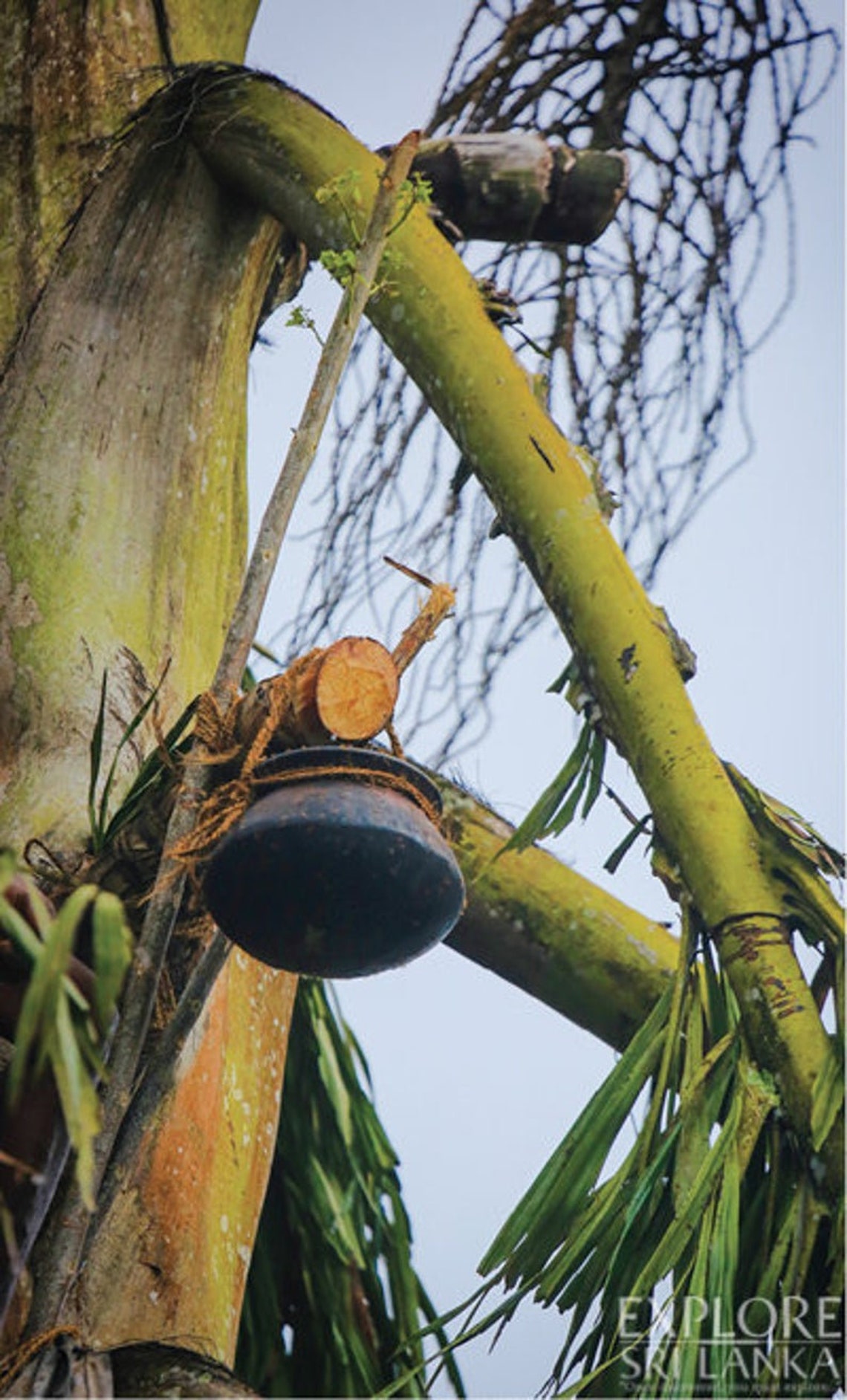 Ceylon Organic PALM JAGGERY Kithul Hakuru 100% Made with | Etsy
