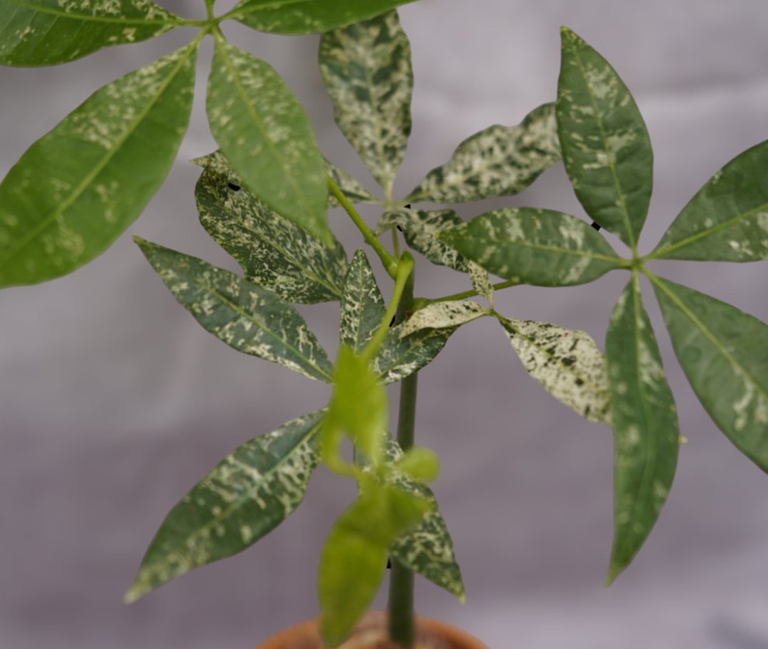 Variegate Money Tree Pachira Glabra 'milky Way' - Etsy