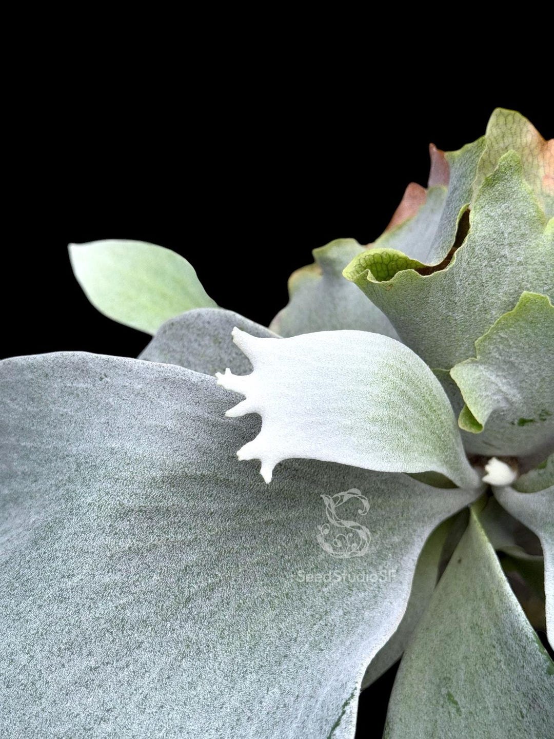 Platycerium geisha ginka TC Tropical Plants SEED STUDIO® - Etsy