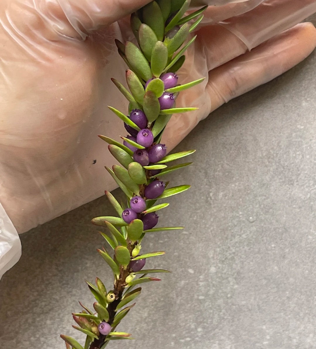 Disterigma Rimbachii Neotropical Blue Berry, Rare Tropical Plant - Etsy