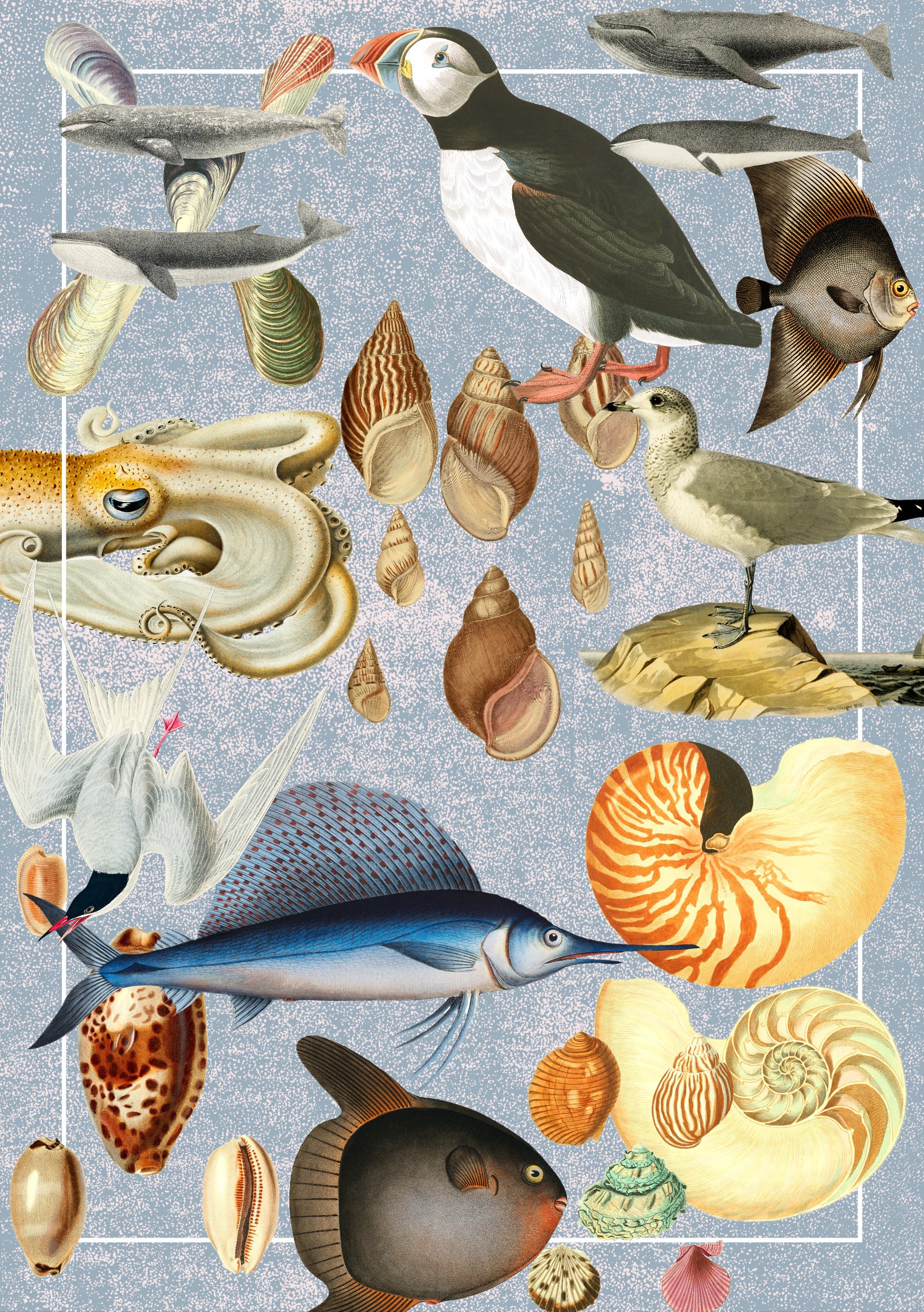 27 Vintage Marine Life Illustrations Cut-out Bundle for - Etsy