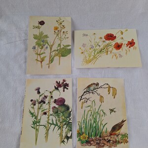 Edith Holden Books and Postcards - Etsy