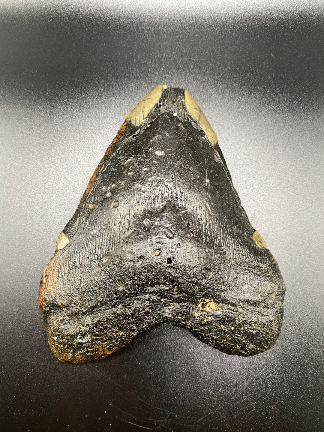 5.5 Inch Megalodon Tooth From South Carolina Coast!! - Etsy