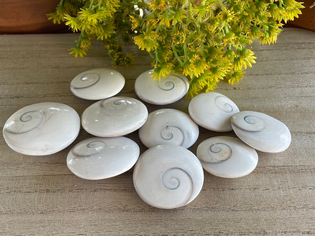 Shiva Eye Shells / Healing Gemstones / Self Care / Home Decor - Etsy