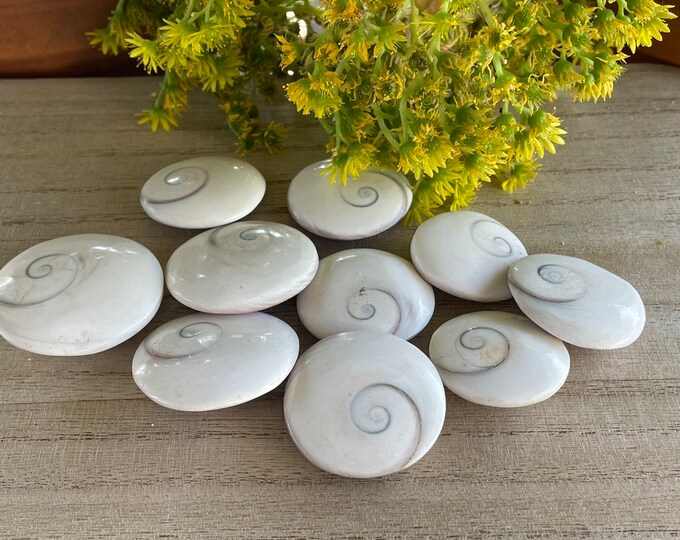 Multipack 1"+ Cat's Eye Shell Shiva Trapdoor Operculum Spiral Green ...