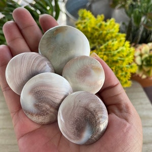 Shiva Eye Shells / Healing Gemstones / Self Care / Home Decor - Etsy