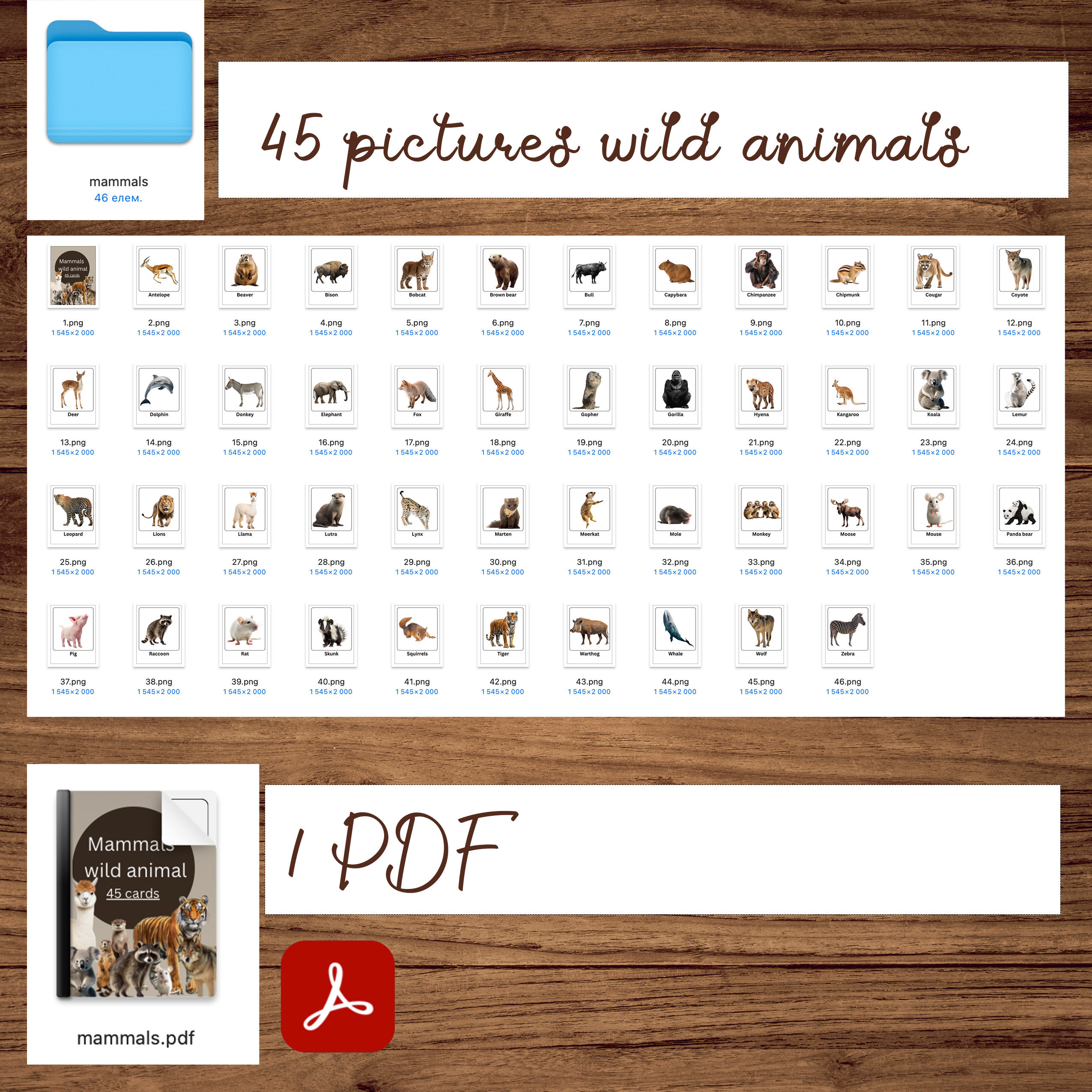 Wild Animals Card, Editable Montessori Cards,flash Cards Nomenclature ...