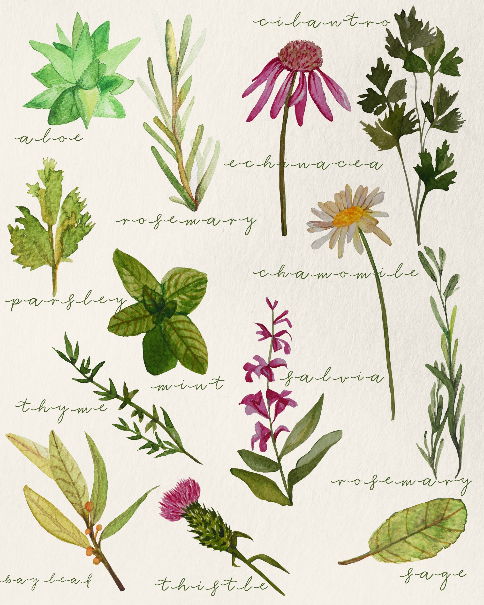 Medicinal Herb Drawings Clipart