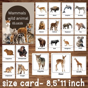 Wild Animals Card, Editable Montessori Cards,flash Cards Nomenclature ...