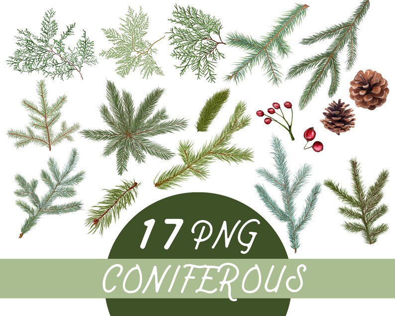 Pine Tree Branch Photoshop Overlays: Christmas Conifer Clipart (17 PNG ...