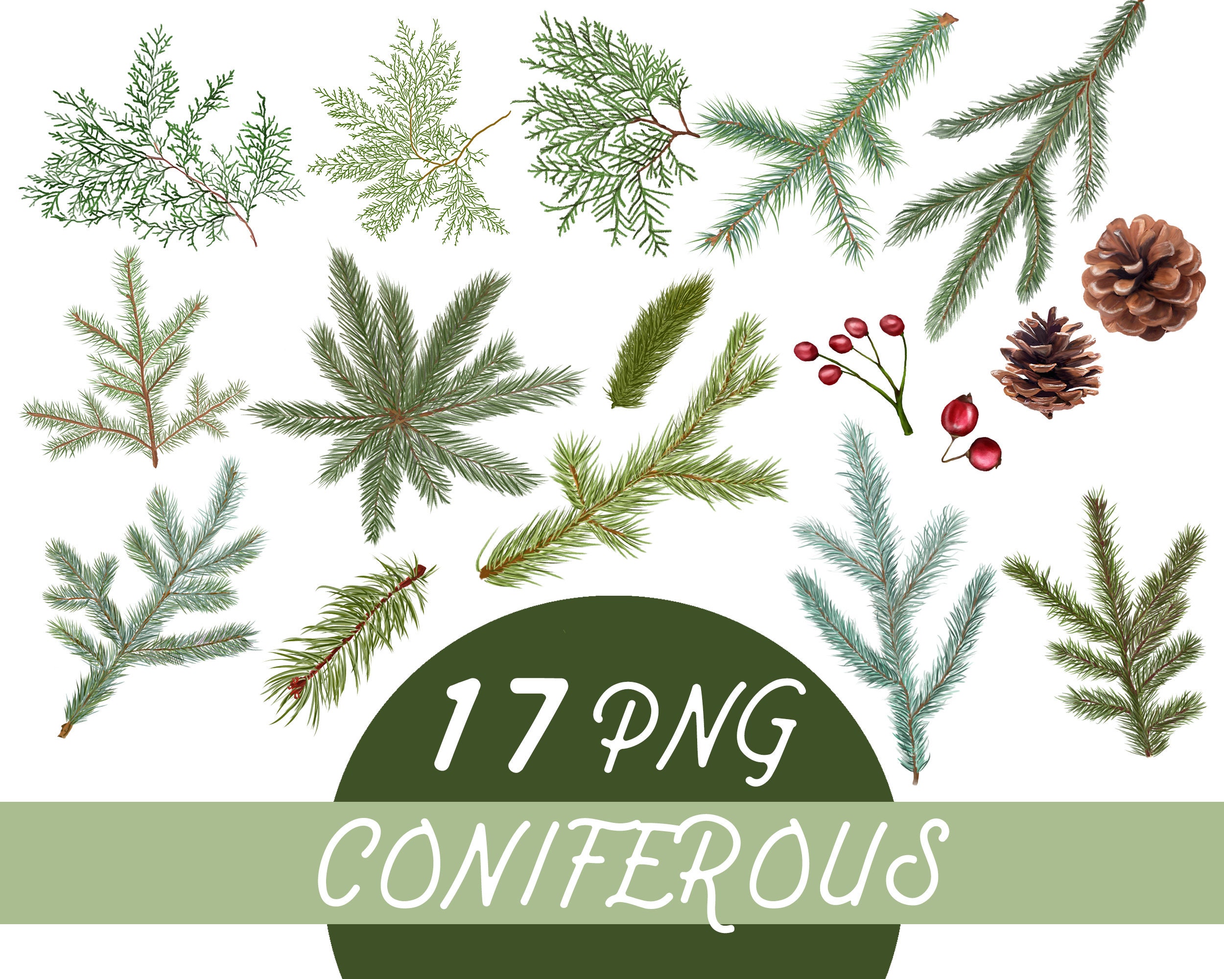 Pine Tree Branch Photoshop Overlays: Christmas Conifer Clipart (17 PNG ...