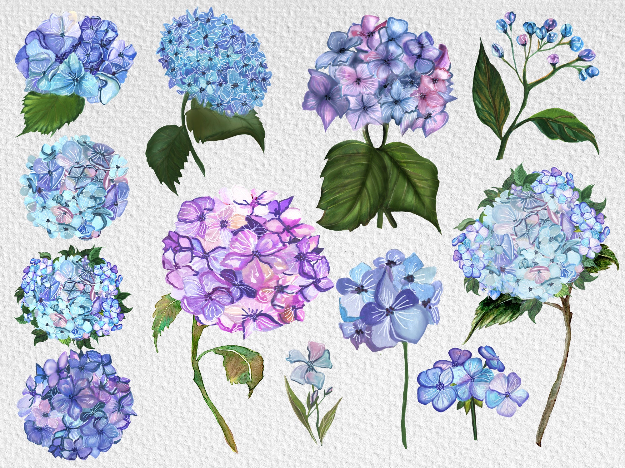 Hydrangea Watercolor Clipart Hand Painted Watercolor | Etsy