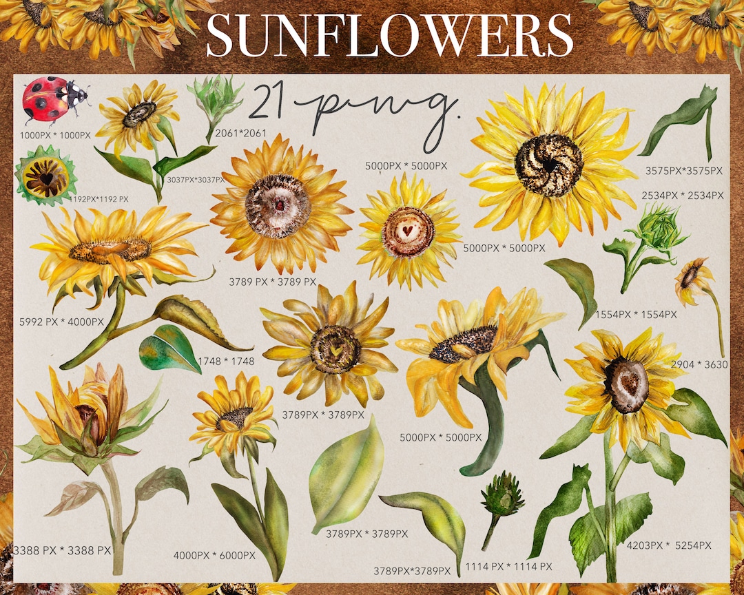 Watercolor Sunflowers Clipart: Yellow Flower PNG Collection (digital ...
