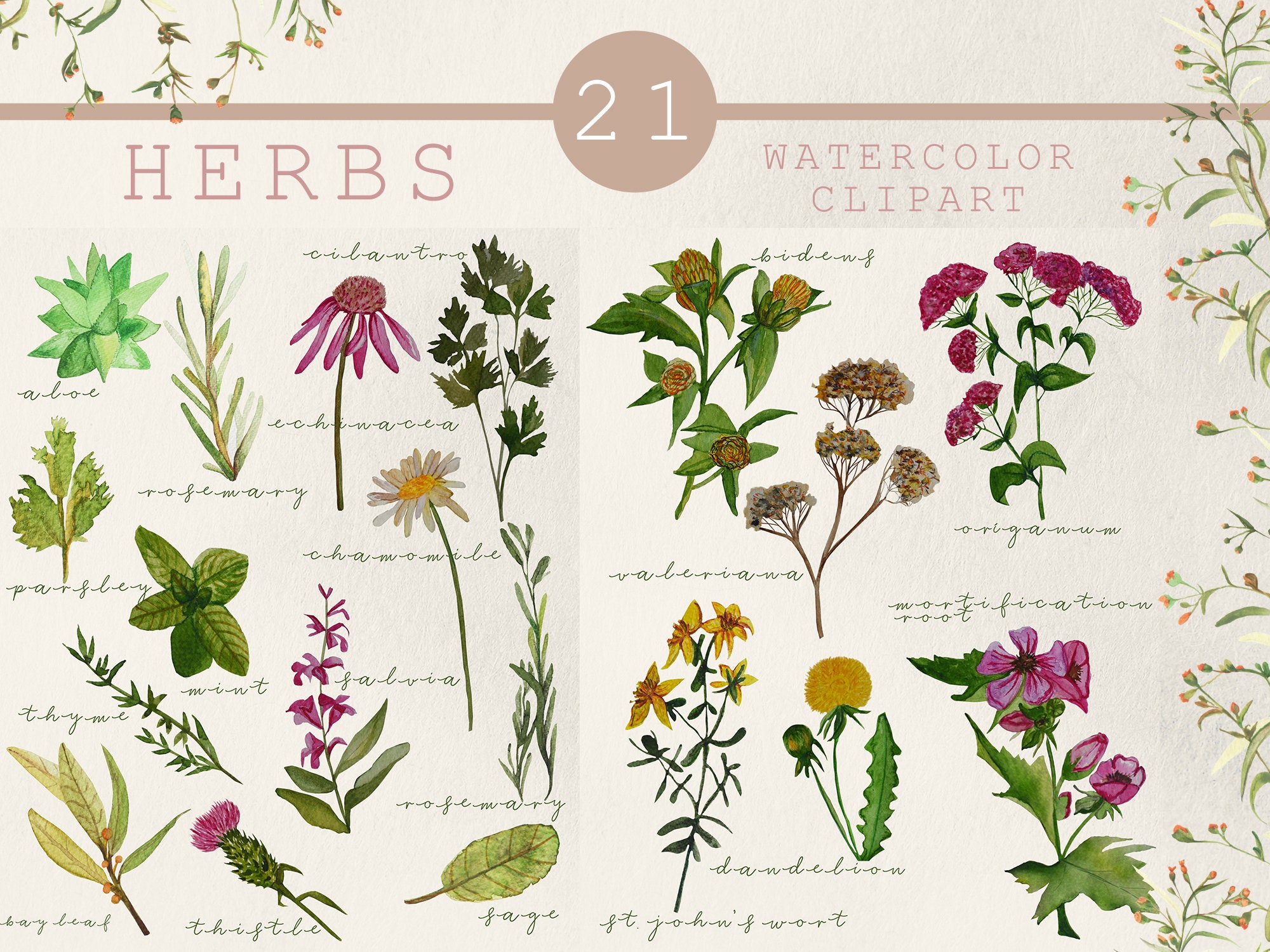 Medicinal Herb Drawings Clipart