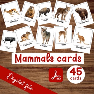Wild Animals Card, Editable Montessori Cards,flash Cards Nomenclature ...