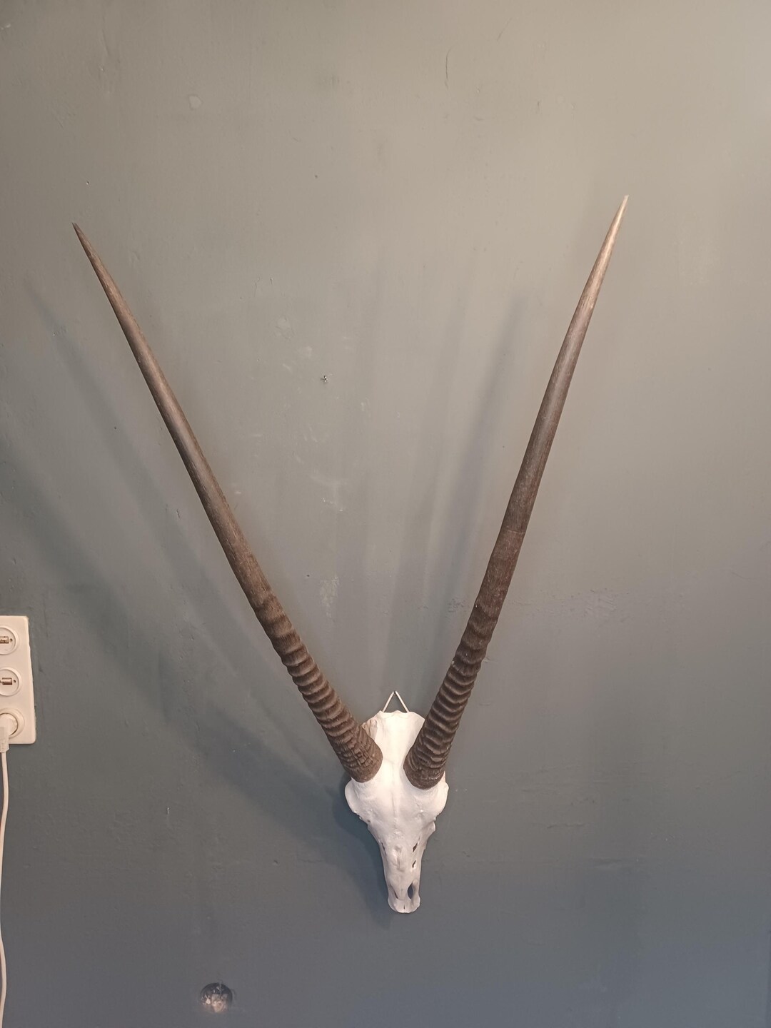 Capital Oryx oryx Gazella Antelope Gemsbok Africa Skull Trophy Horn ...