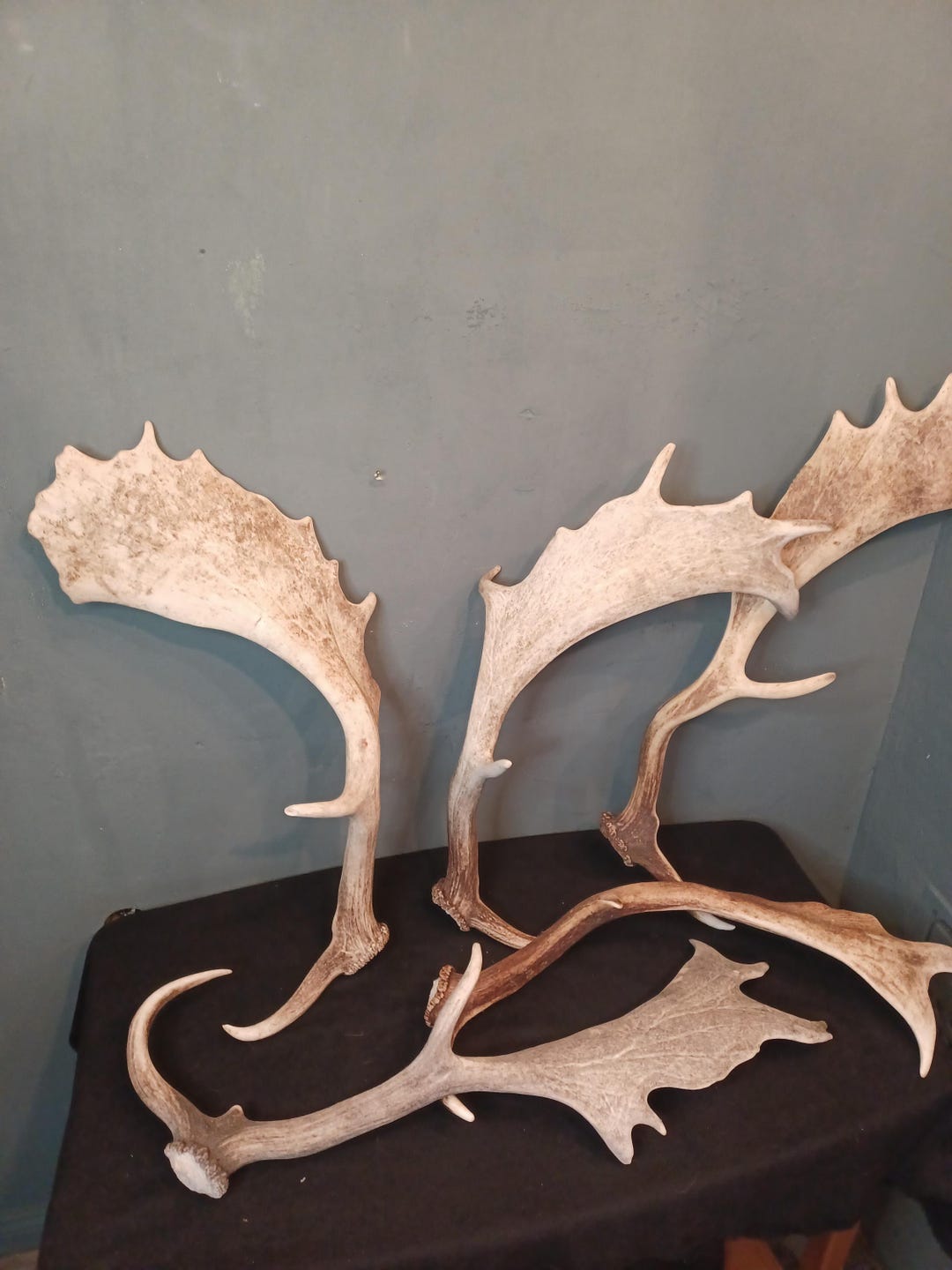 Capital Vintage Beautiful Fallow Deer Antlers, Crafts, Decoration, Dog ...