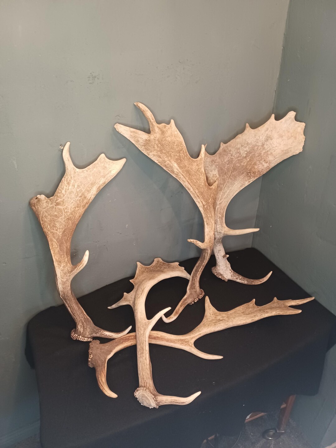 Capital Vintage Beautiful Fallow Deer Antlers, Crafts, Decoration, Dog ...