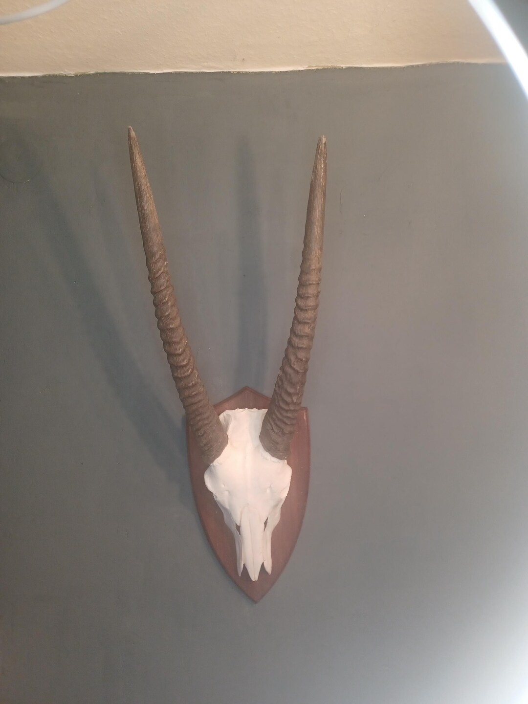 Oryx Skull Capital Male Gemsbok Skull Horns Are About 55 and 53 Cm Long ...