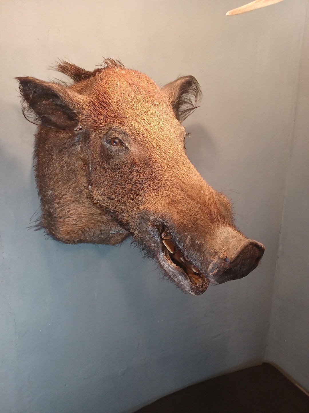 Taxidermy of a Large Wild Boar, Wild Boar Trophy, Shoulder Preparation ...