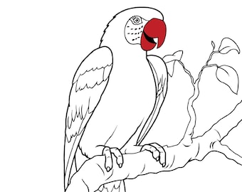 cute parrot coloring pages printable