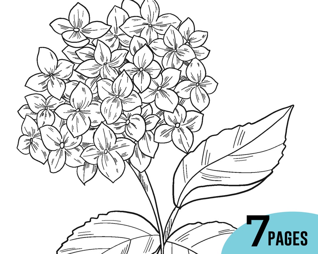 Hydrangea Coloring Book Flower Coloring Pages Adult Coloring Etsy