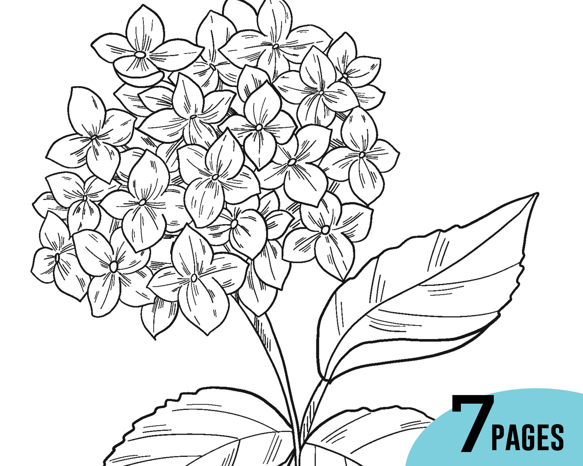 Simple Hydrangea Drawing