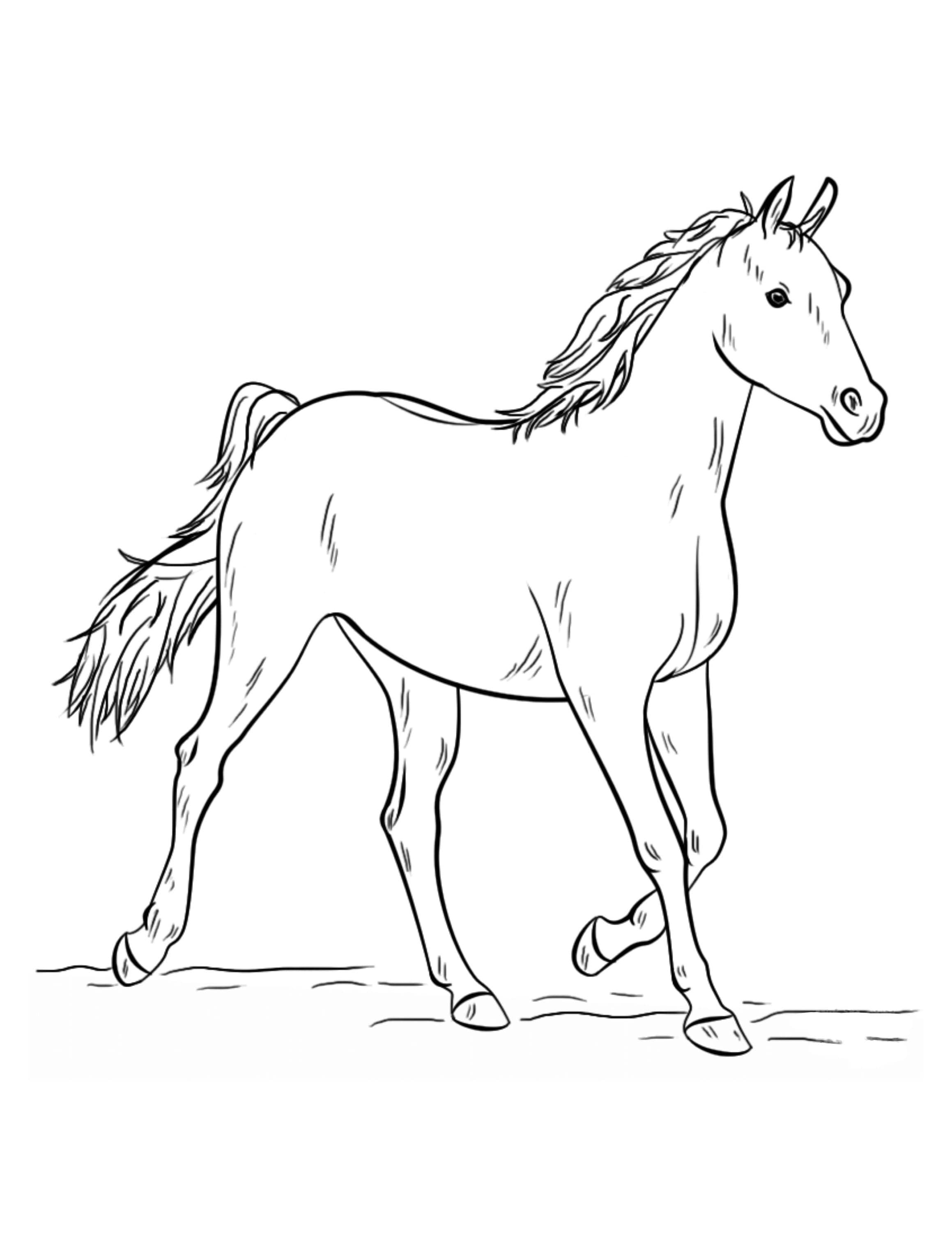 Horse Pictures To Colour In