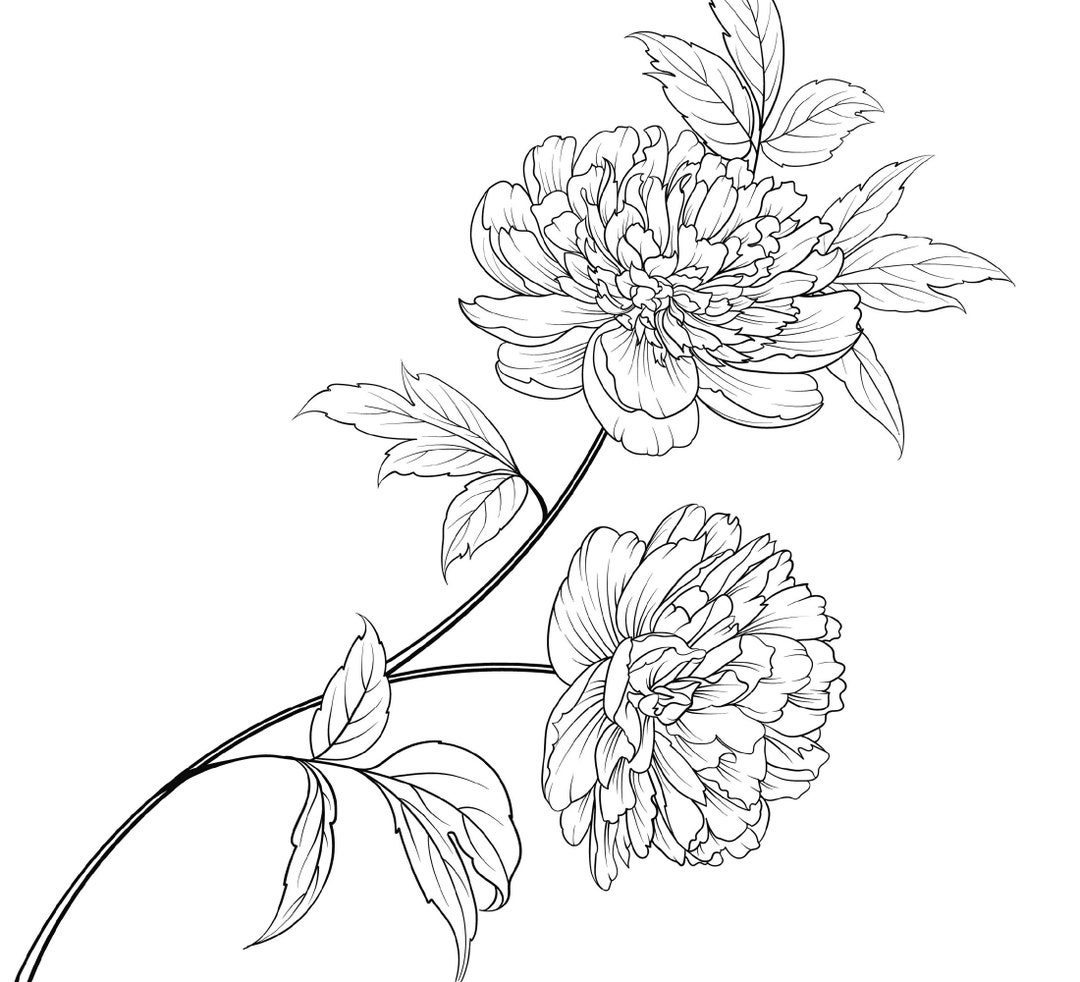 Peony Flower Coloring Page | Peony Flower Coloring Page for Adults - Etsy