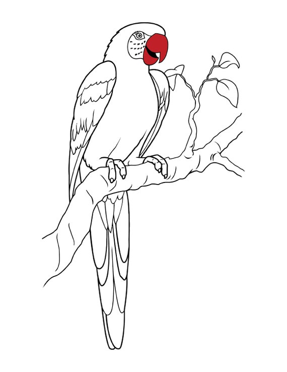 Parrot Coloring Page