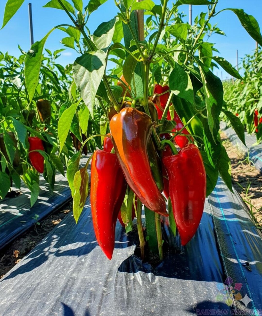 25+ Elephant Ears Sweet Pepper Seeds for Garden Planting | Large Mild ...