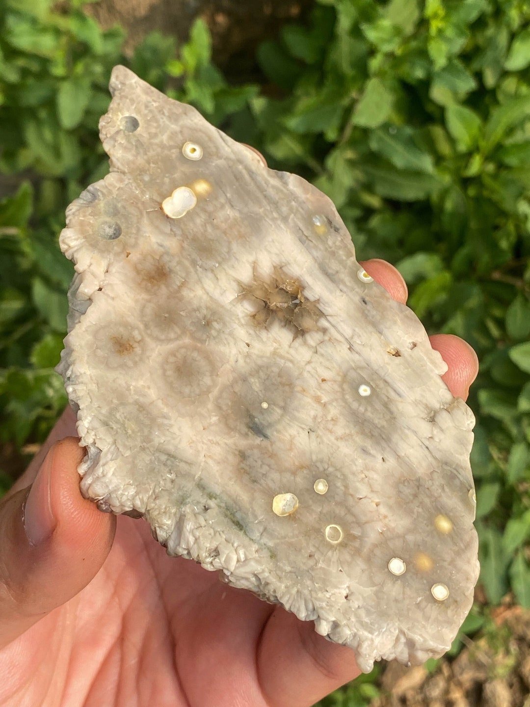 Natural Orbicular Jasper Natural Stone Slice Slab , 8th Vein Ocean ...