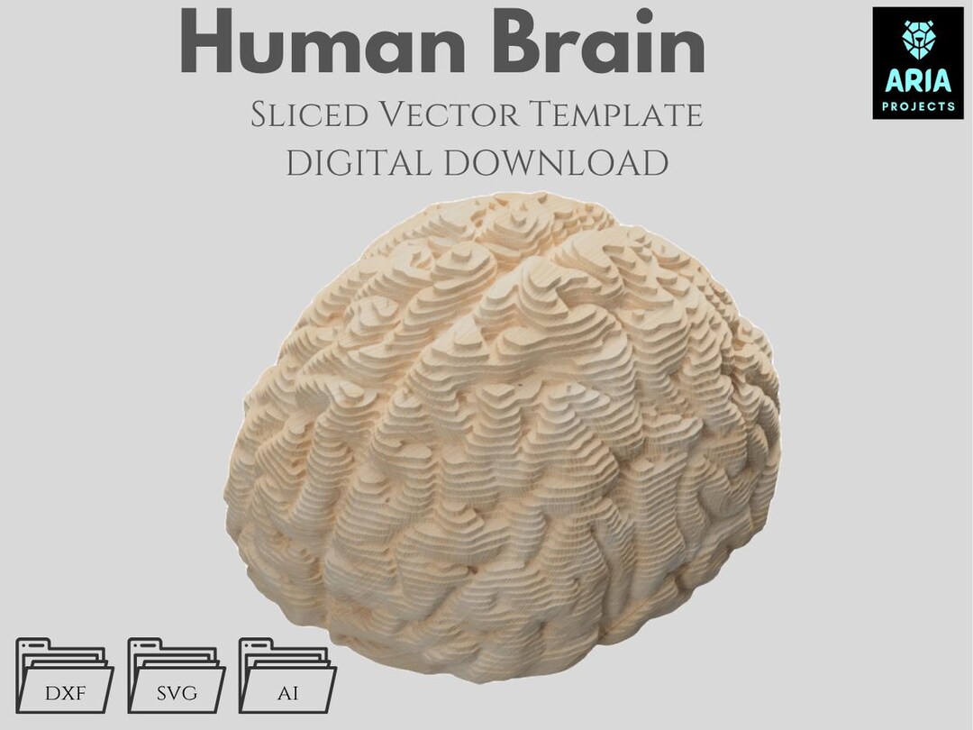 Human Brain - Sliced Vector Template, Parametric, Multilayer Laser Cut ...