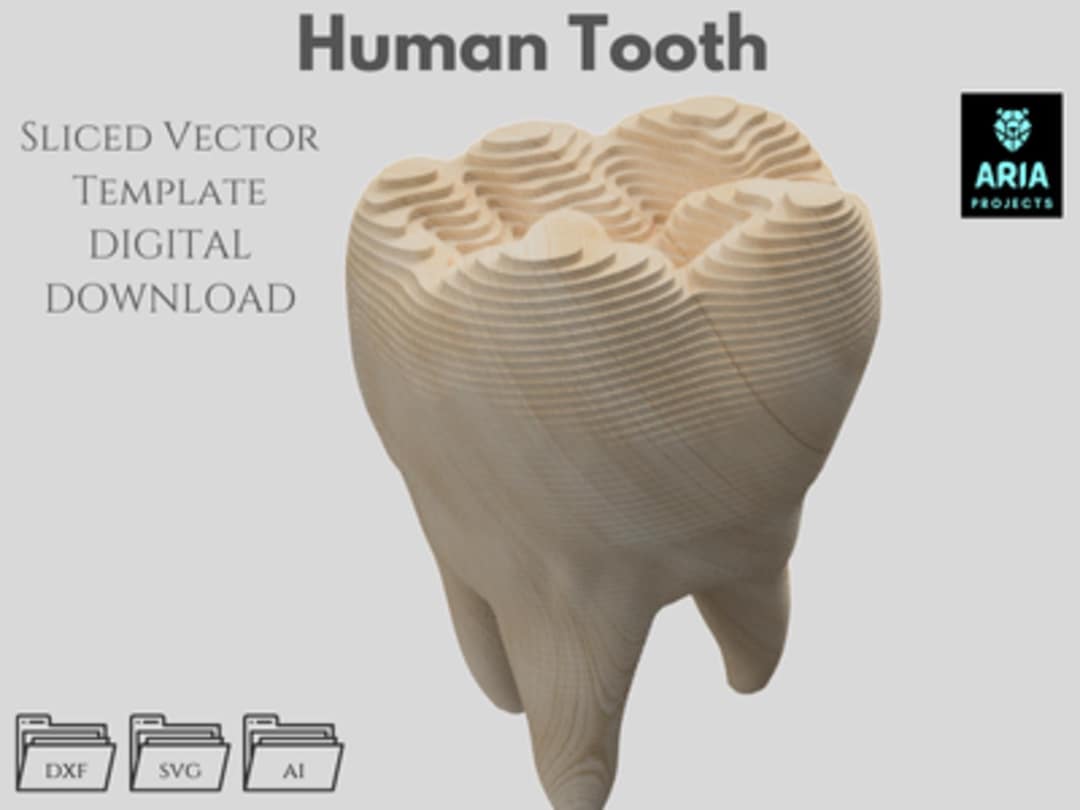 Human Tooth – Sliced Vector Template, Parametric, Multilayer (DXF, SVG ...