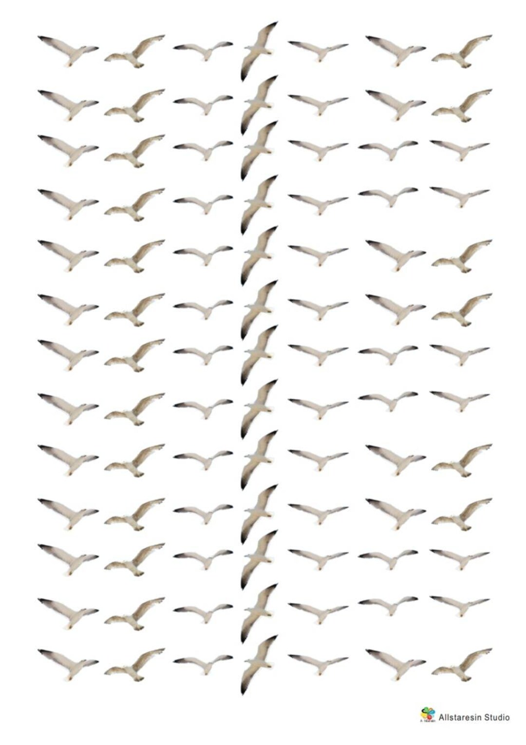 3D "seagull" Clear Transparent Film, Seagull Flying, Seagull Flying ...