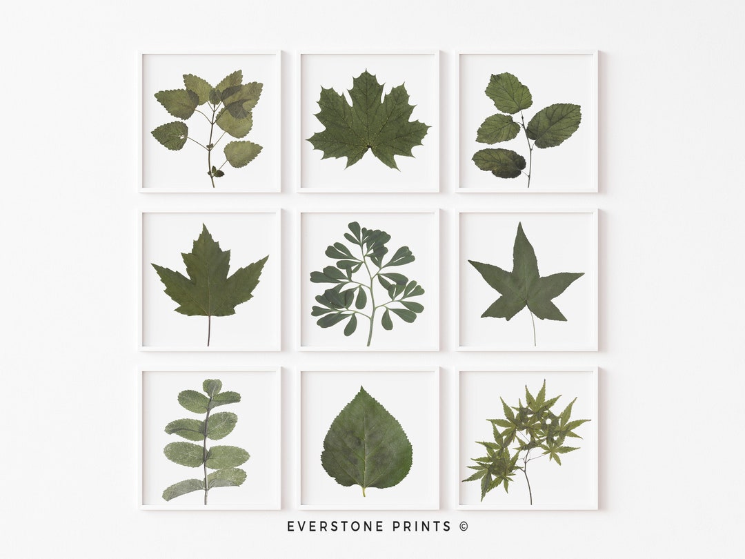 Set of 9 Green Plant Prints | Plant Art, Botanical Prints, Square ...