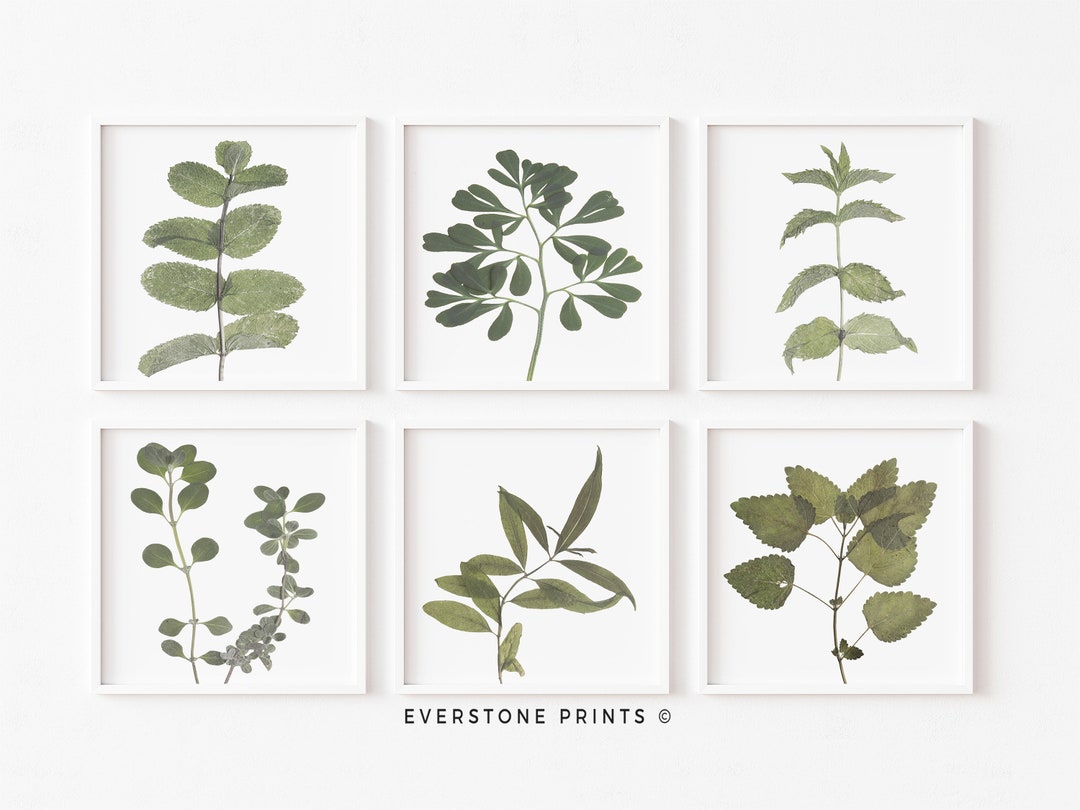 Set of 6 Green Plant Prints | Plant Art, Botanical Prints, Square ...