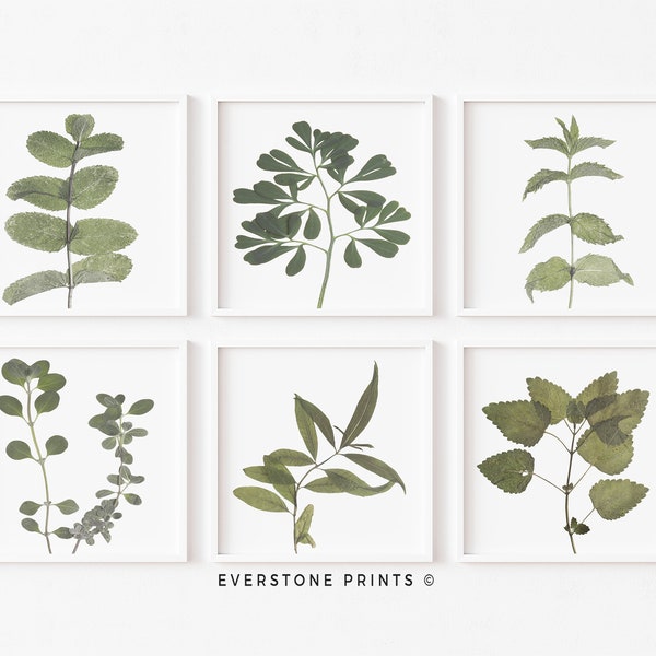 Plant Prints - Etsy